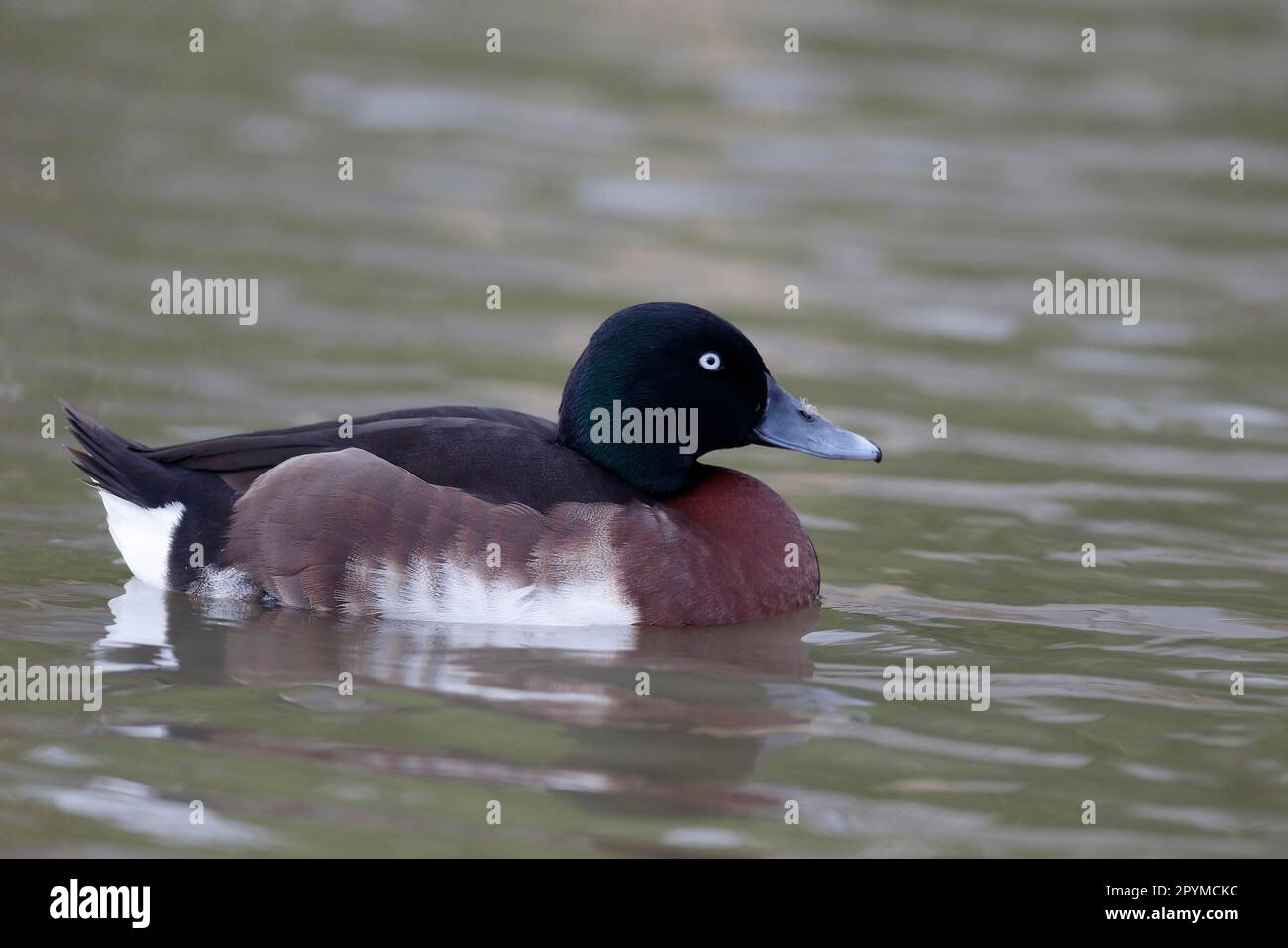 Baer's pochard (Aythya baeri), Bear's Pochard, Black-headed Moor Duck ...