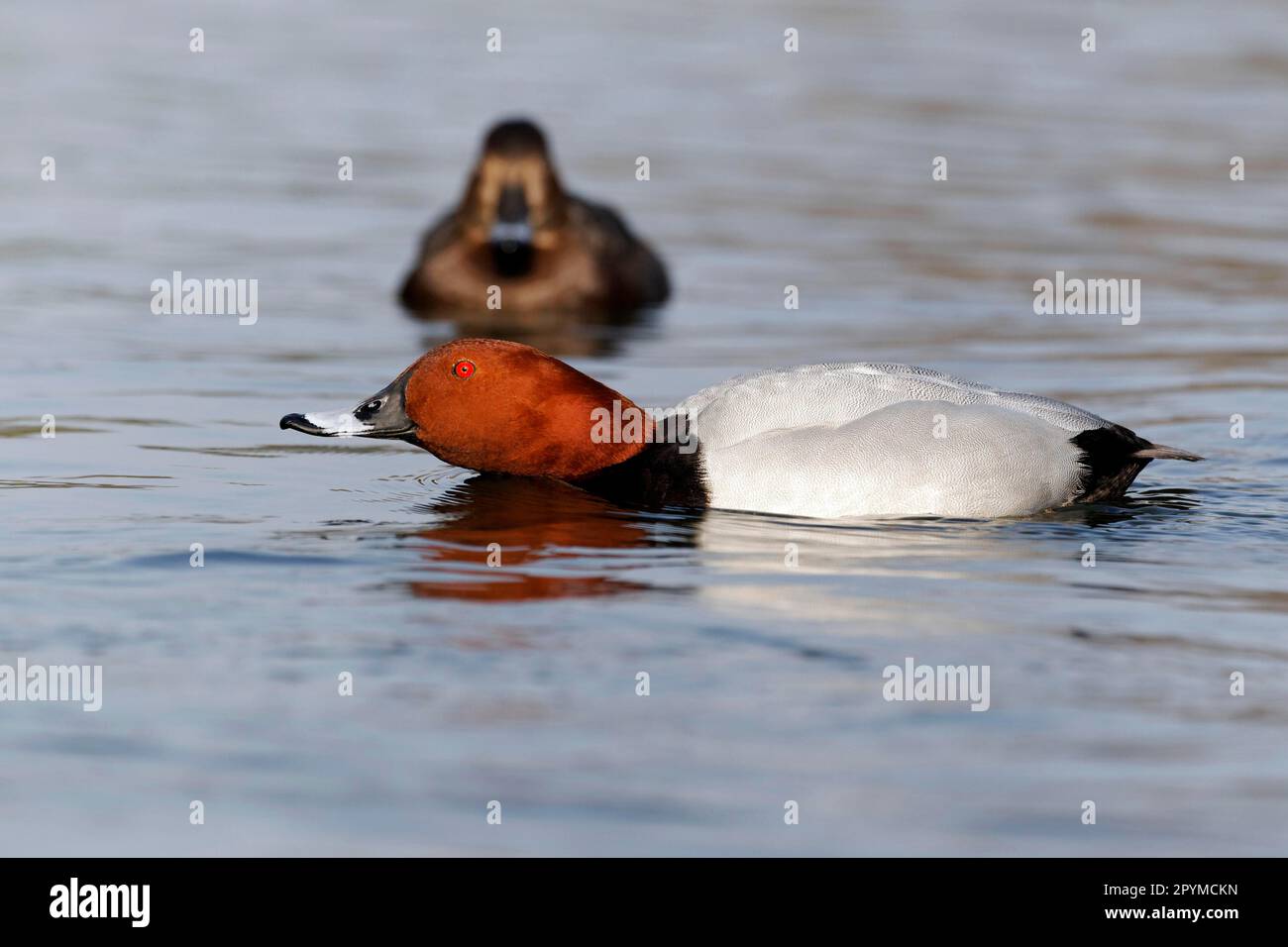 Common common pochard (Aythya ferina), adult male, pointing to water to ...
