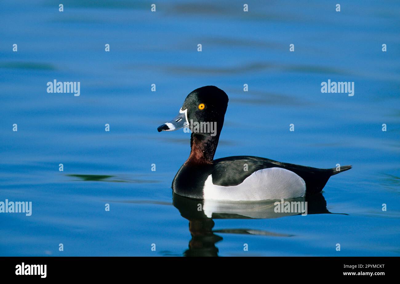 Ring-necked Duck (Aythya collaris), Ring-necked Duck, Ring-necked Duck ...
