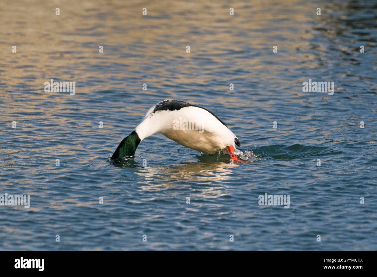 Common merganser (Mergus merganser), goose bird, animals, birds ...