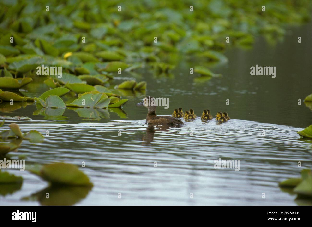 Ring-necked Duck (Aythya collaris), Ring-necked Duck, Ring-necked Duck ...