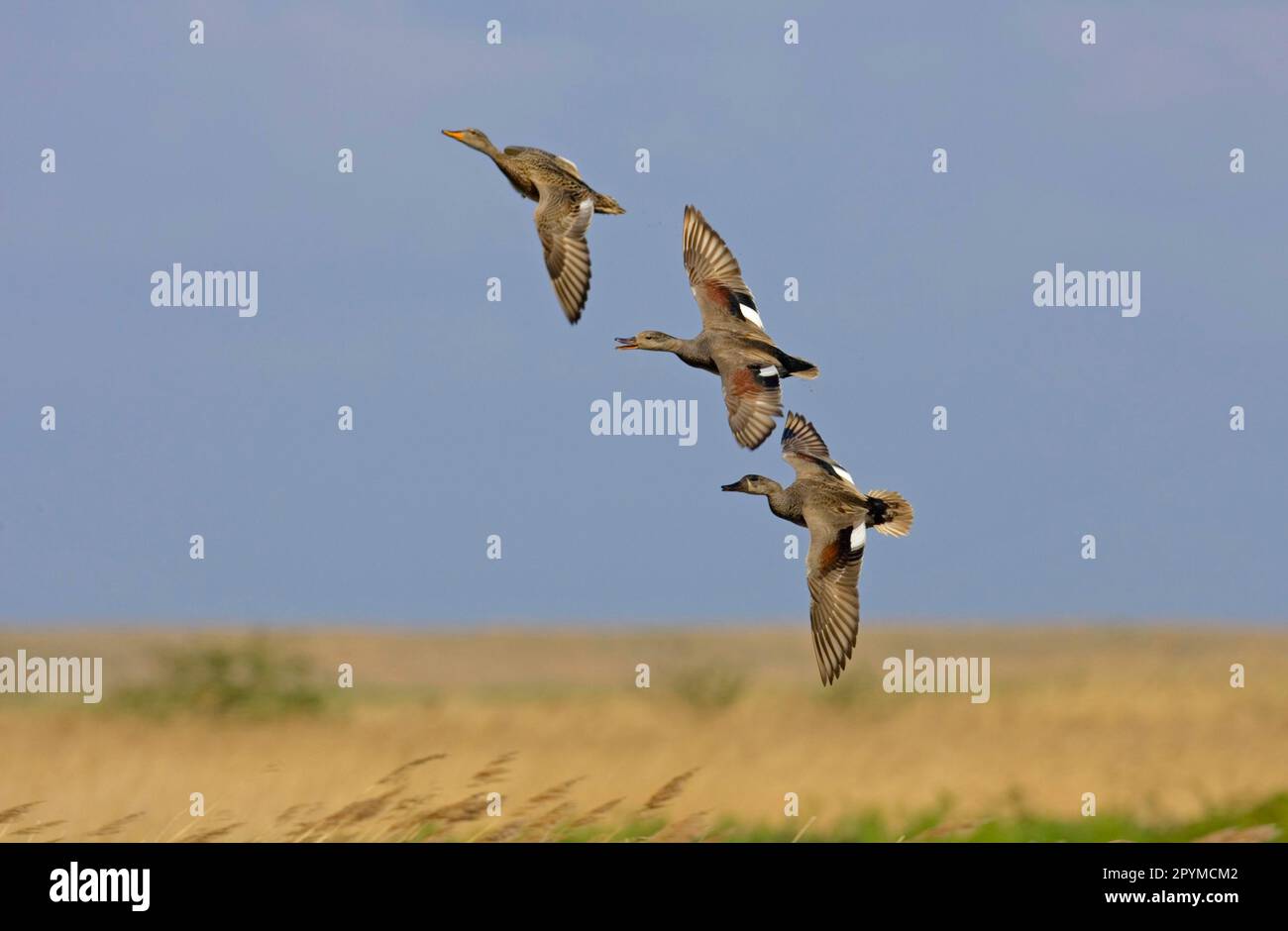 Gadwall, Gadwall, Ducks, Geese, Animals, Birds, Gadwall (Anus strepera ...