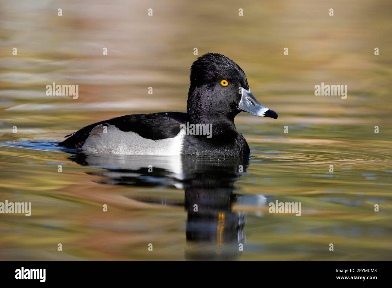 Ring-necked Duck (Aythya collaris), Ring-necked Duck, Ring-necked Duck ...