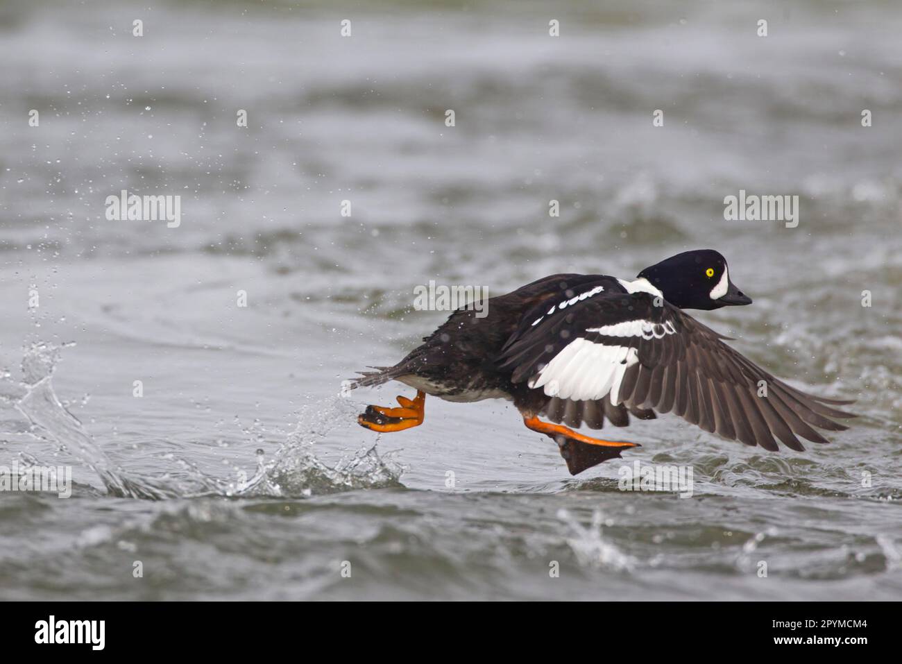 Barrow's Goldeneye (Bucephala islandica) adult male, taking off from ...