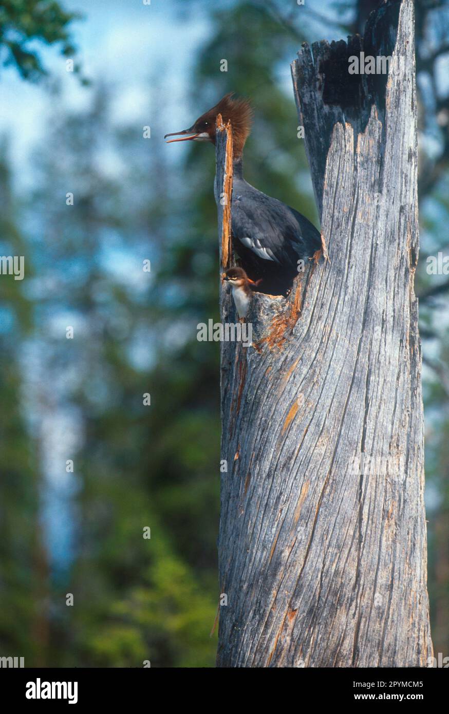 Common merganser (Mergus merganser), Goose bird, Animals, Birds ...