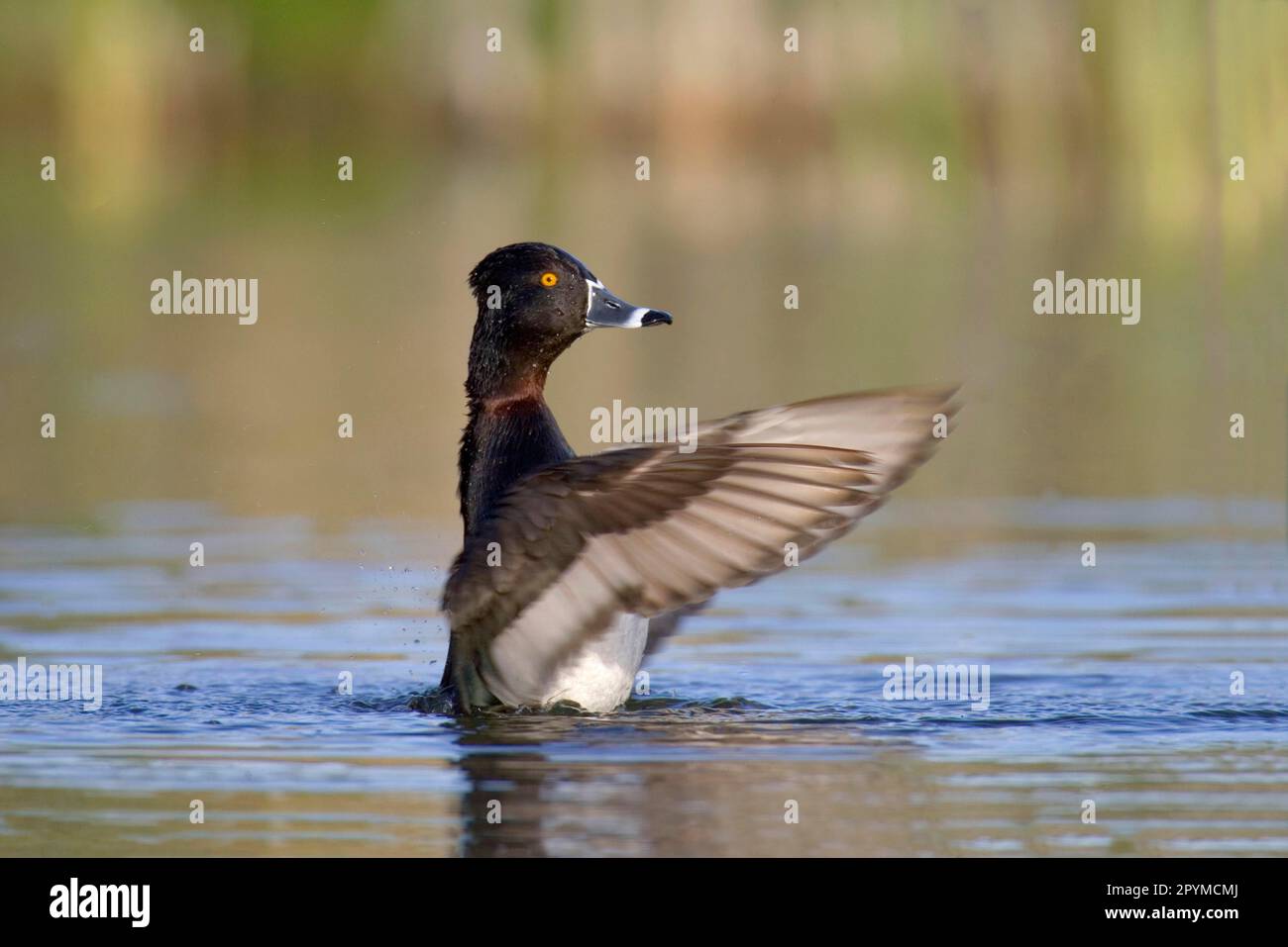 Ring-necked Duck (Aythya collaris) adult male, fanning wings on water ...