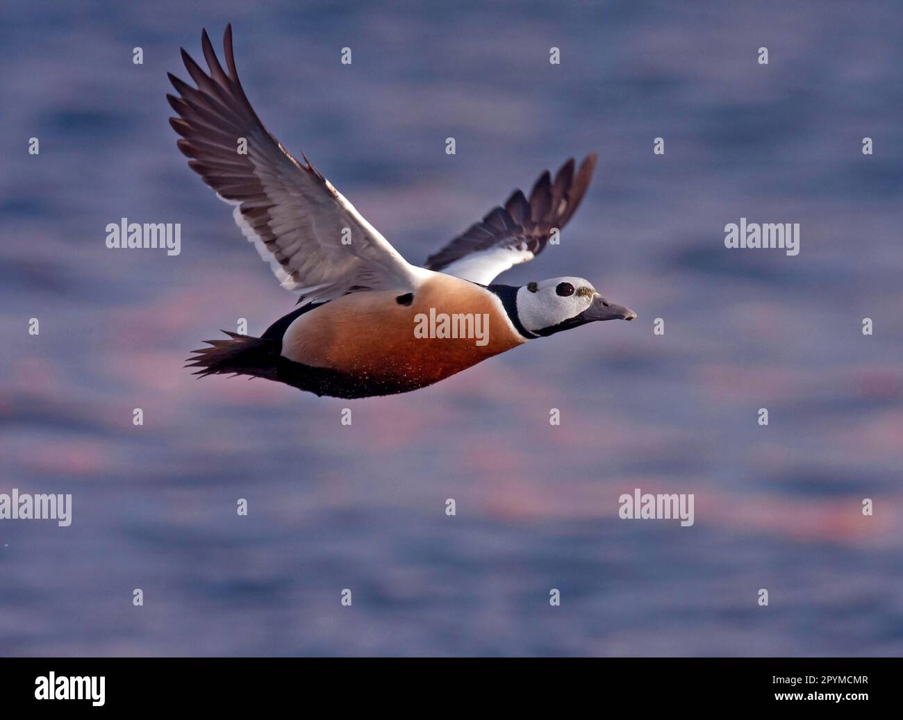 Steller's steller's eider (Polysticta stelleri) adult male, in flight ...