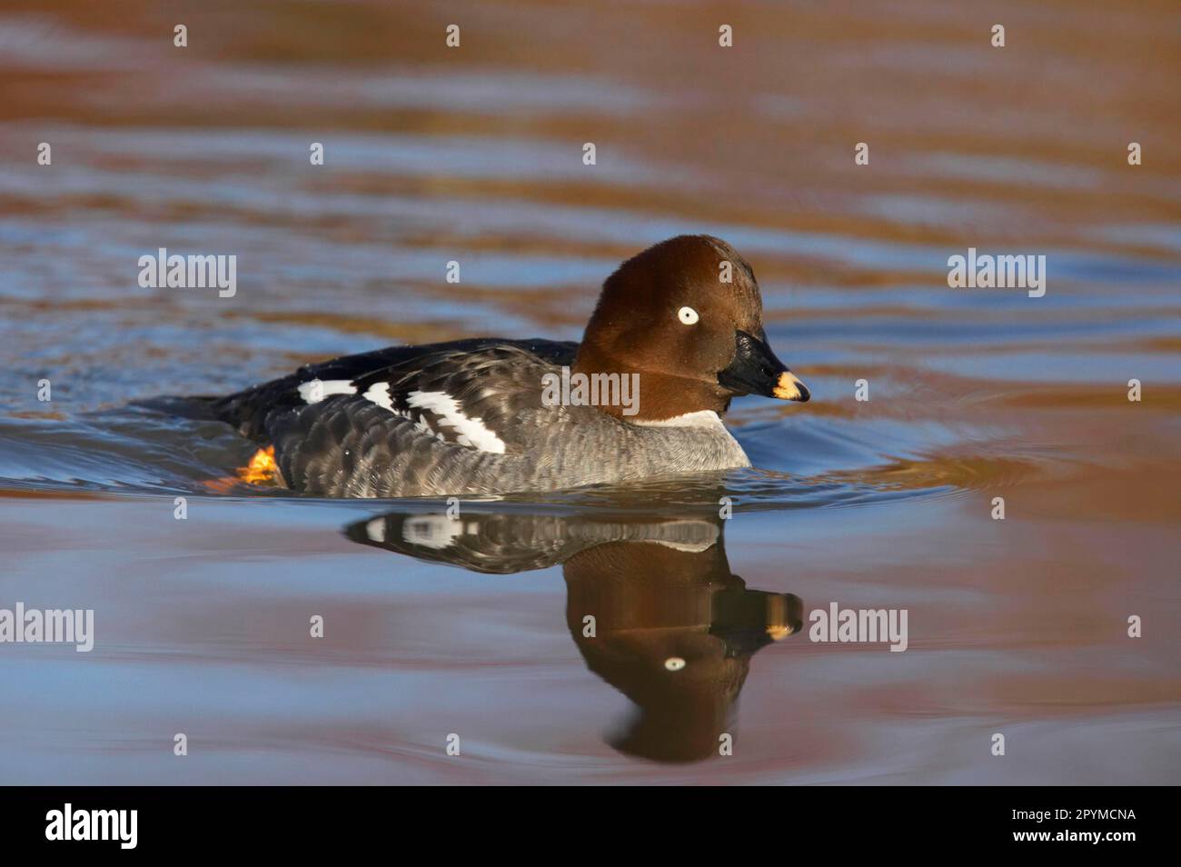 Female common goldeneye duck hi-res stock photography and images - Alamy