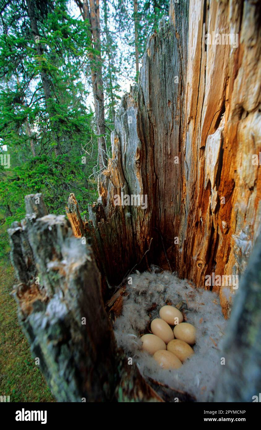 Common merganser (Mergus merganser), Goose bird, Animals, Birds ...