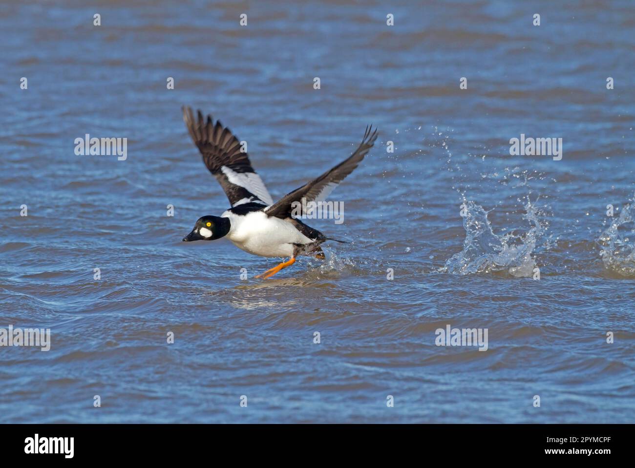 Common Goldeneye (Bucephala clangula) adult male, in flight, taking off ...