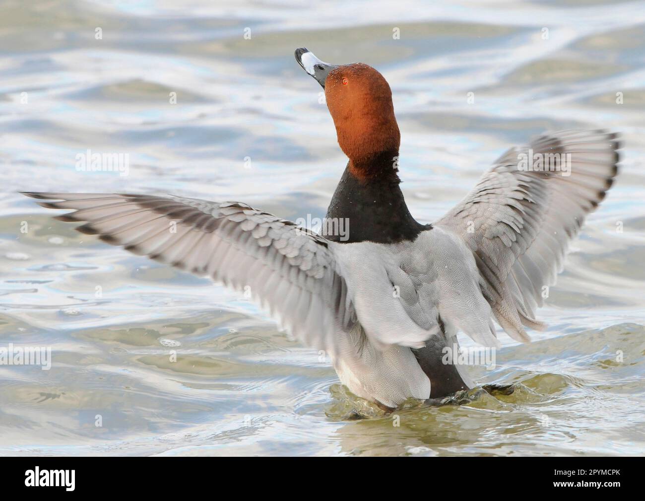 Common common pochard (Aythya ferina), adult male, wings stretched on ...
