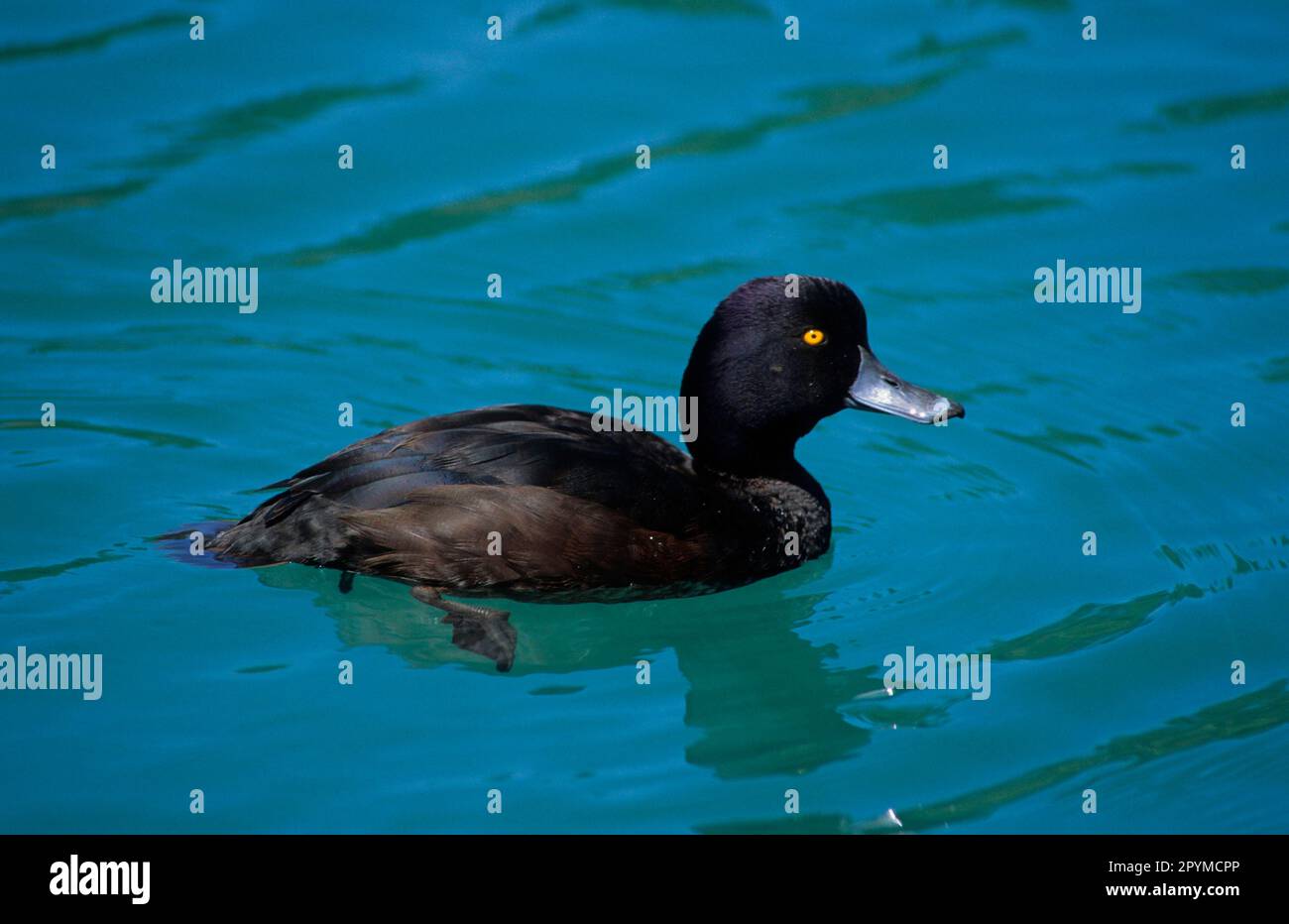 Maori Duck, New Zealand Diving Duck, Maori Ducks, New Zealand Diving ...