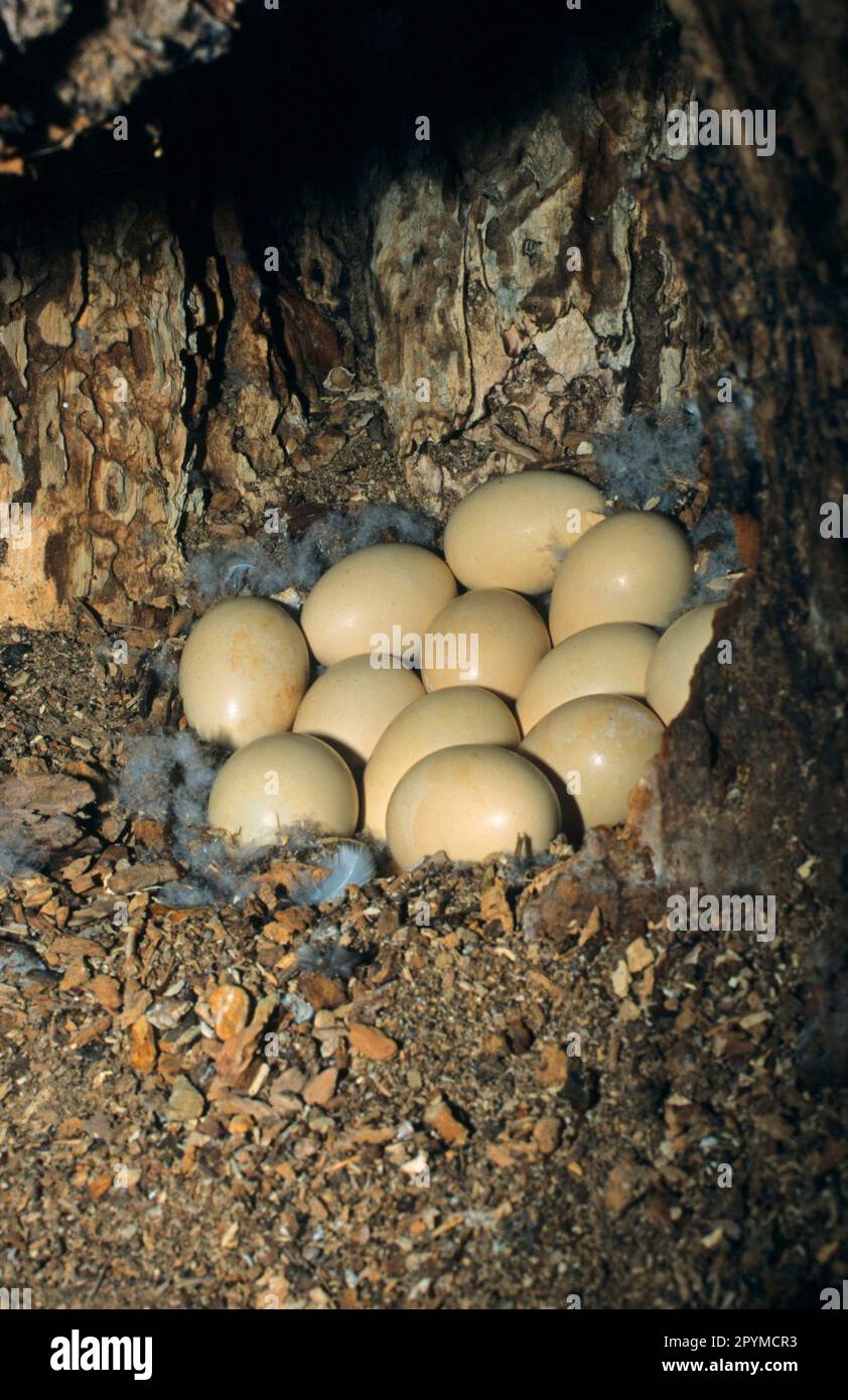 Common merganser (Mergus merganser), Goose bird, Animals, Birds ...