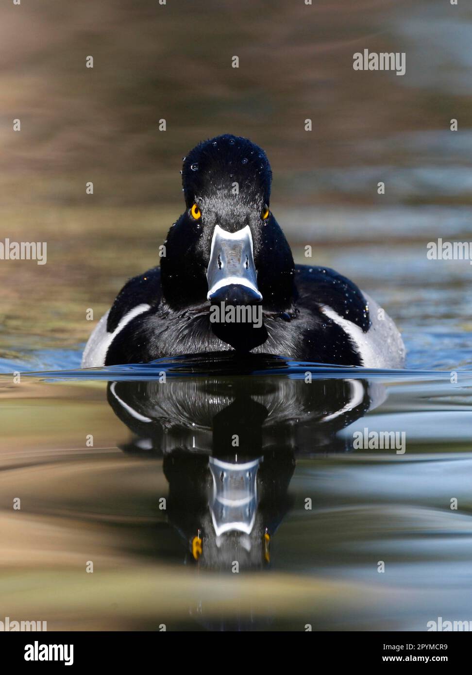 Ring-necked Duck (Aythya collaris), Ring-necked Duck, Ring-necked Duck ...