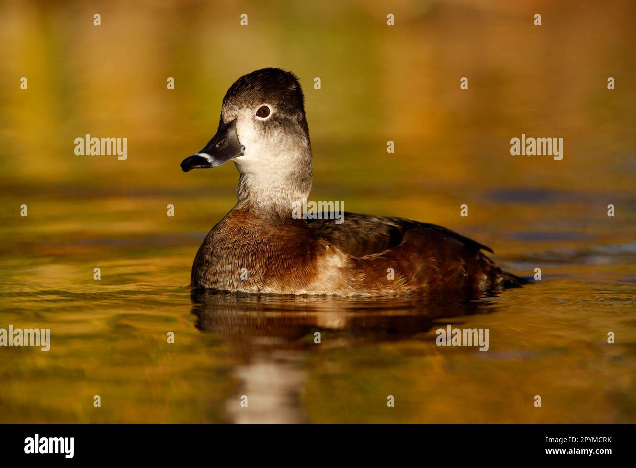 Ring-necked Duck (Aythya collaris), Ring-necked Duck, Ring-necked Duck ...