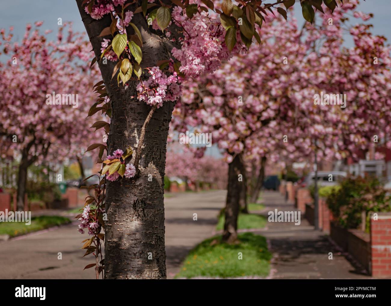 The pink cherry blossom in bloom in Whitley Lodge area of Whitley Bay ...