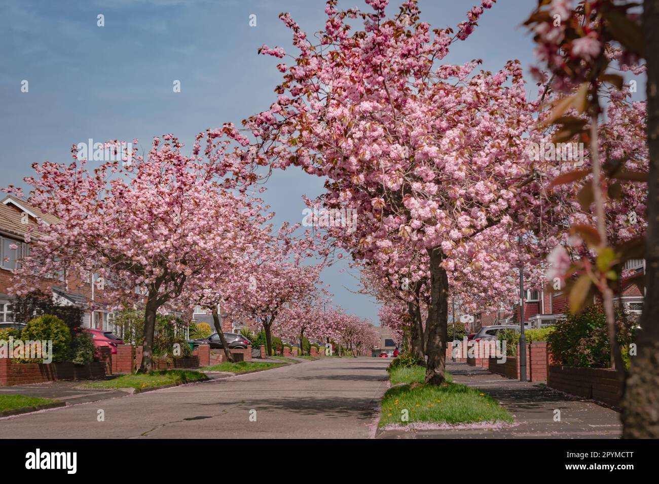 The pink cherry blossom in bloom in Whitley Lodge area of Whitley Bay ...