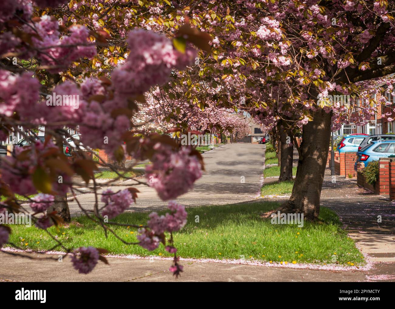 The pink cherry blossom in bloom in Whitley Lodge area of Whitley Bay ...