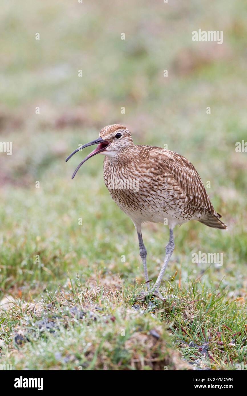 Whimbrel, Rain Curlew, whimbrels (Numenius phaeopus), Animals, Birds ...