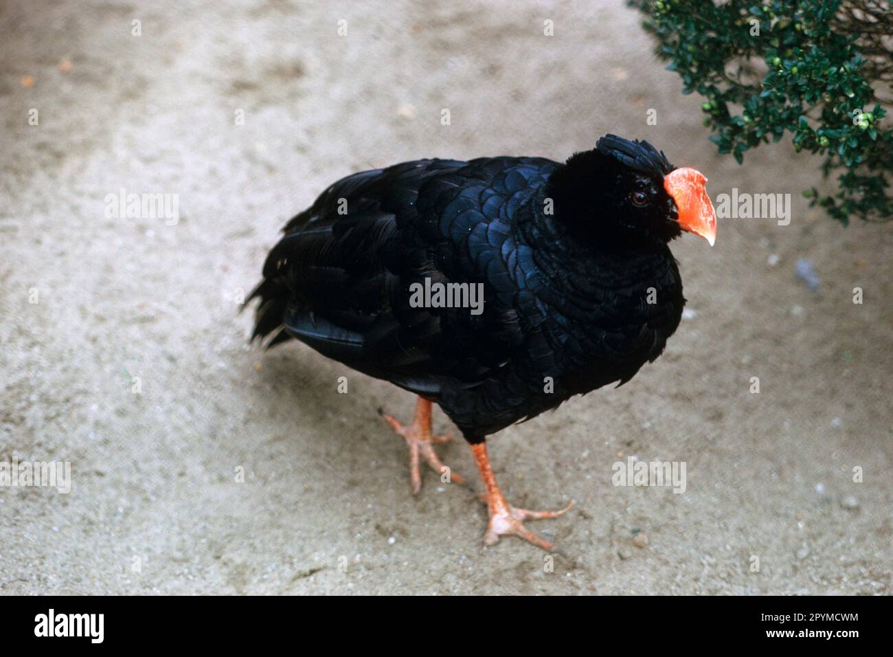 Mitu tuberosa hi-res stock photography and images - Alamy