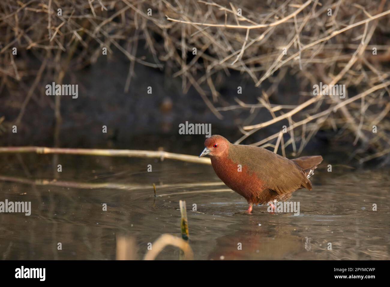 Red-breasted Crake (Porzana fusca), adult, running in shallow water ...