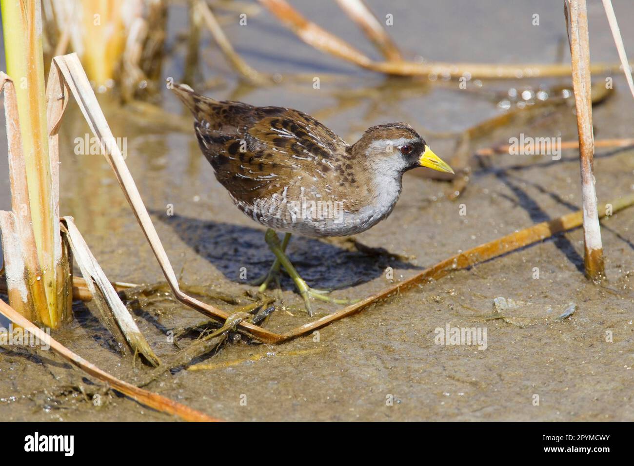 Carolina Crake, Carolina Crake, soras (Porzana carolina), Rallen, Tiere ...