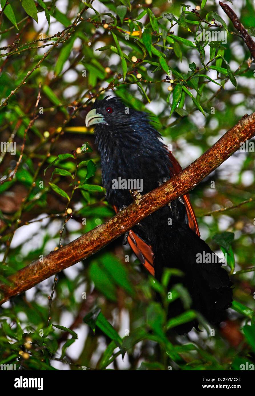 Ceylon coucal centropus chlororhynchus cuckoo hi-res stock photography ...