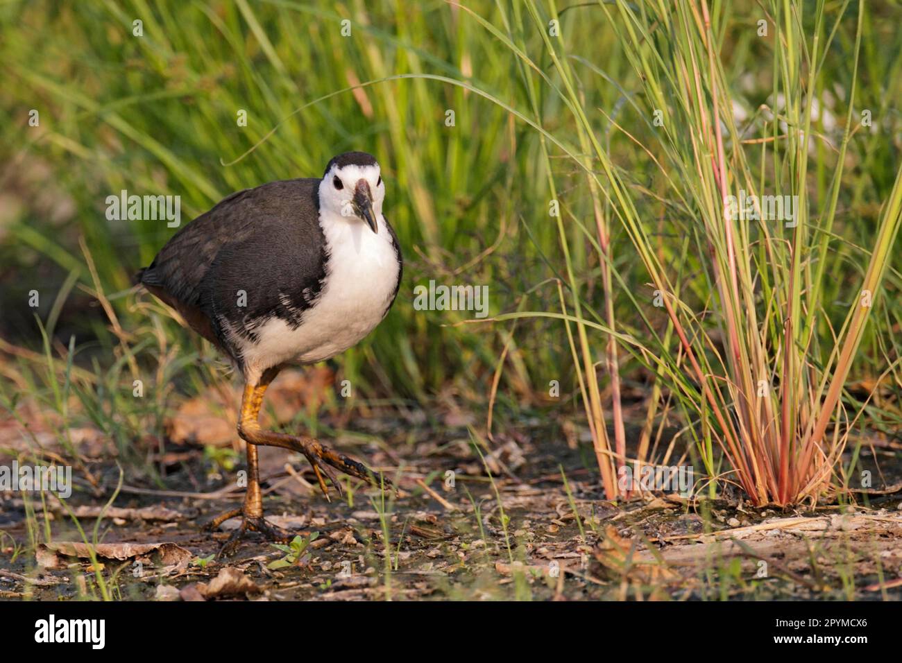 White-breasted water-hen (Amaurornis phoenicurus), adult, walking on ...