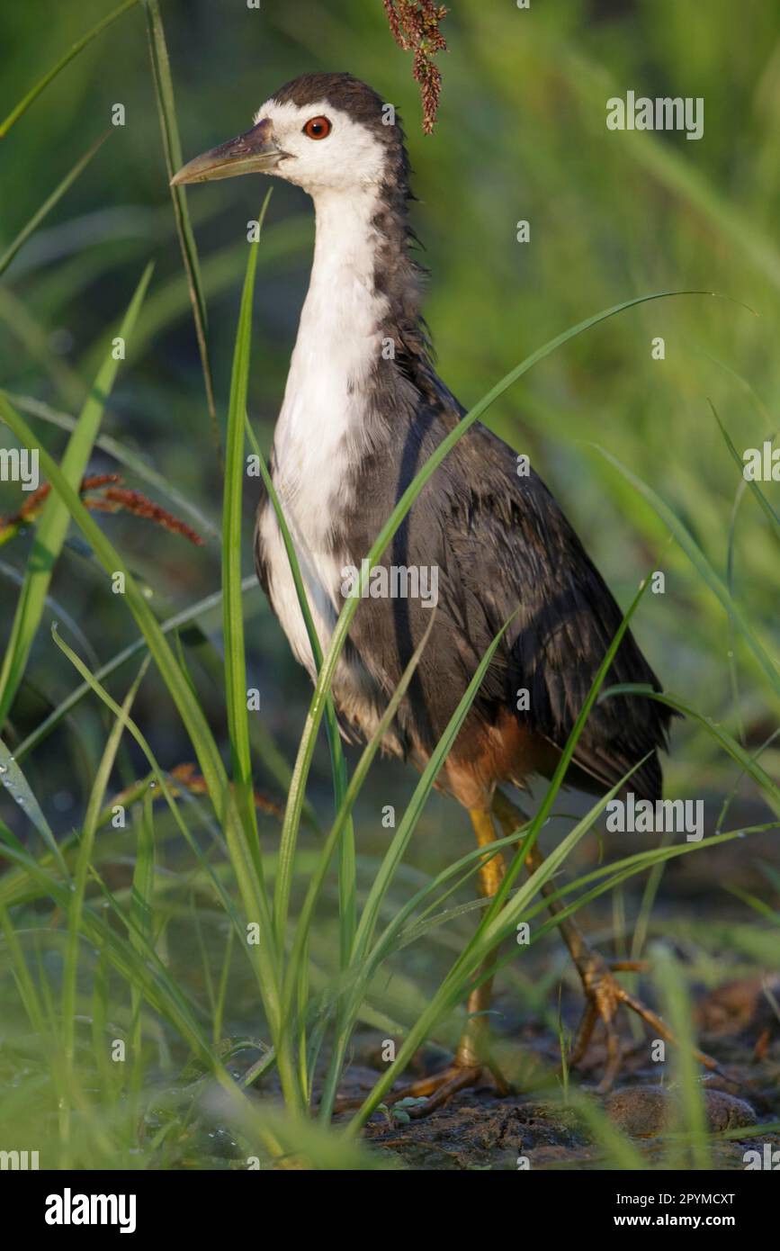 China hen hi-res stock photography and images - Alamy