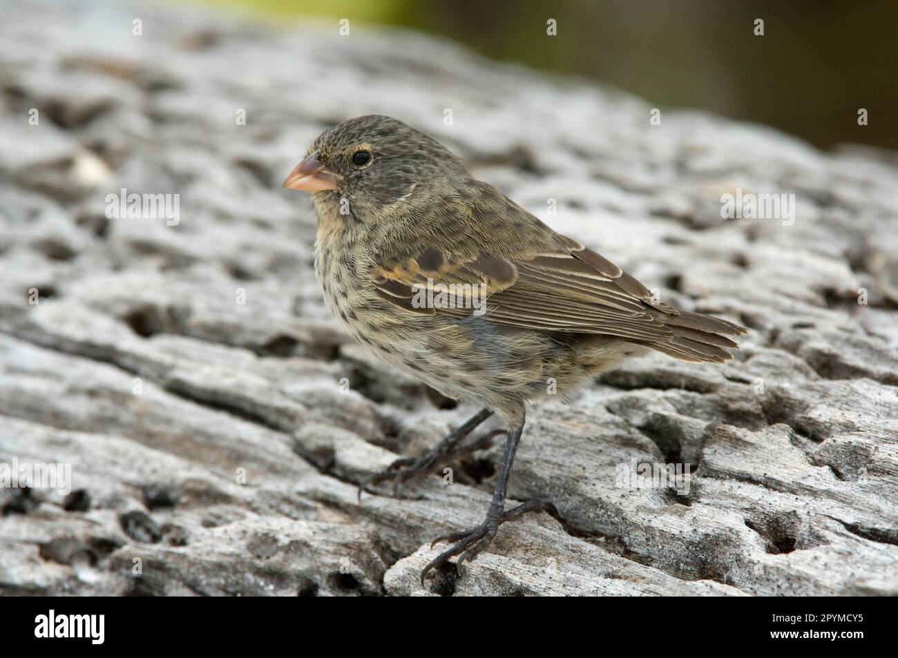 Small Ground Finch, Small Ground Finches, Galapagos Finch, Darwin Finch ...