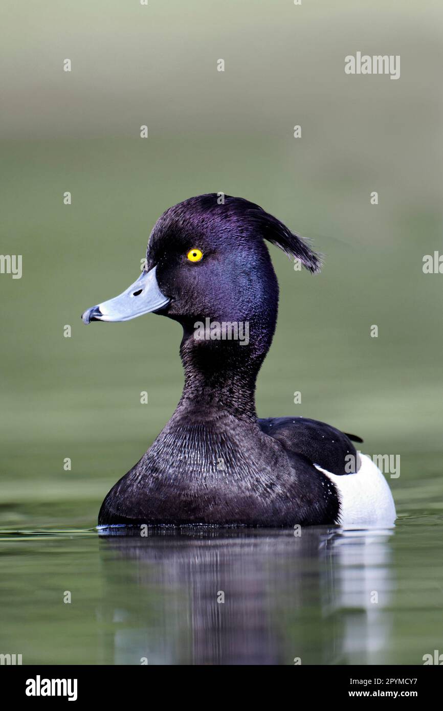 Tufted Duck, tufted ducks (Aythya fuligula), ducks, goose birds ...