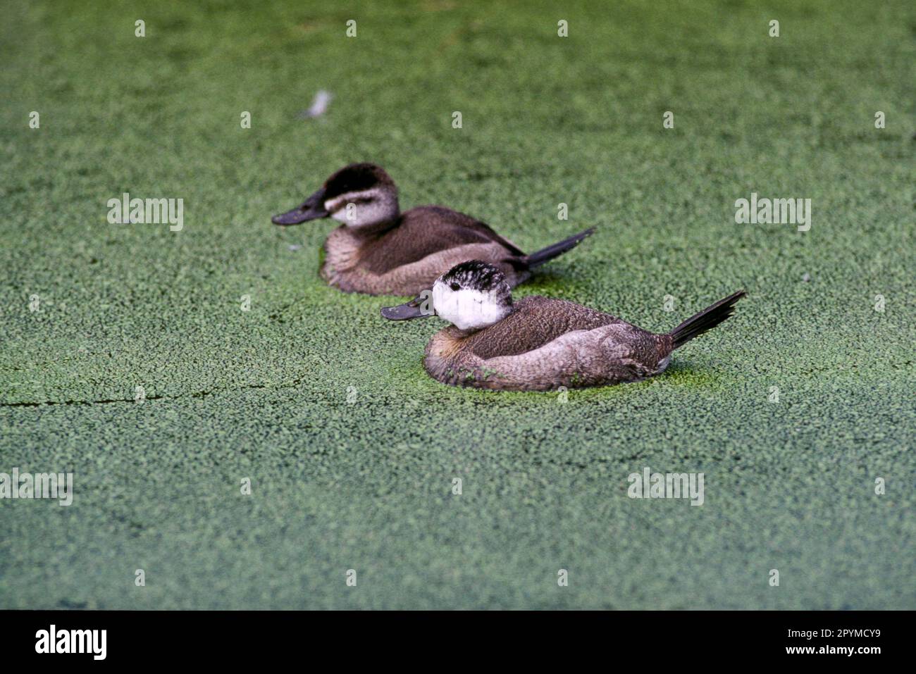 White-headed ducks (Oxyura leucocephala), White-headed Duck, Ducks ...