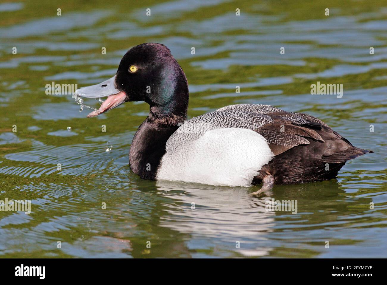 Violet Duck, lesser scaup (Aythya affinis), Violet Ducks, Lesser Scaup ...