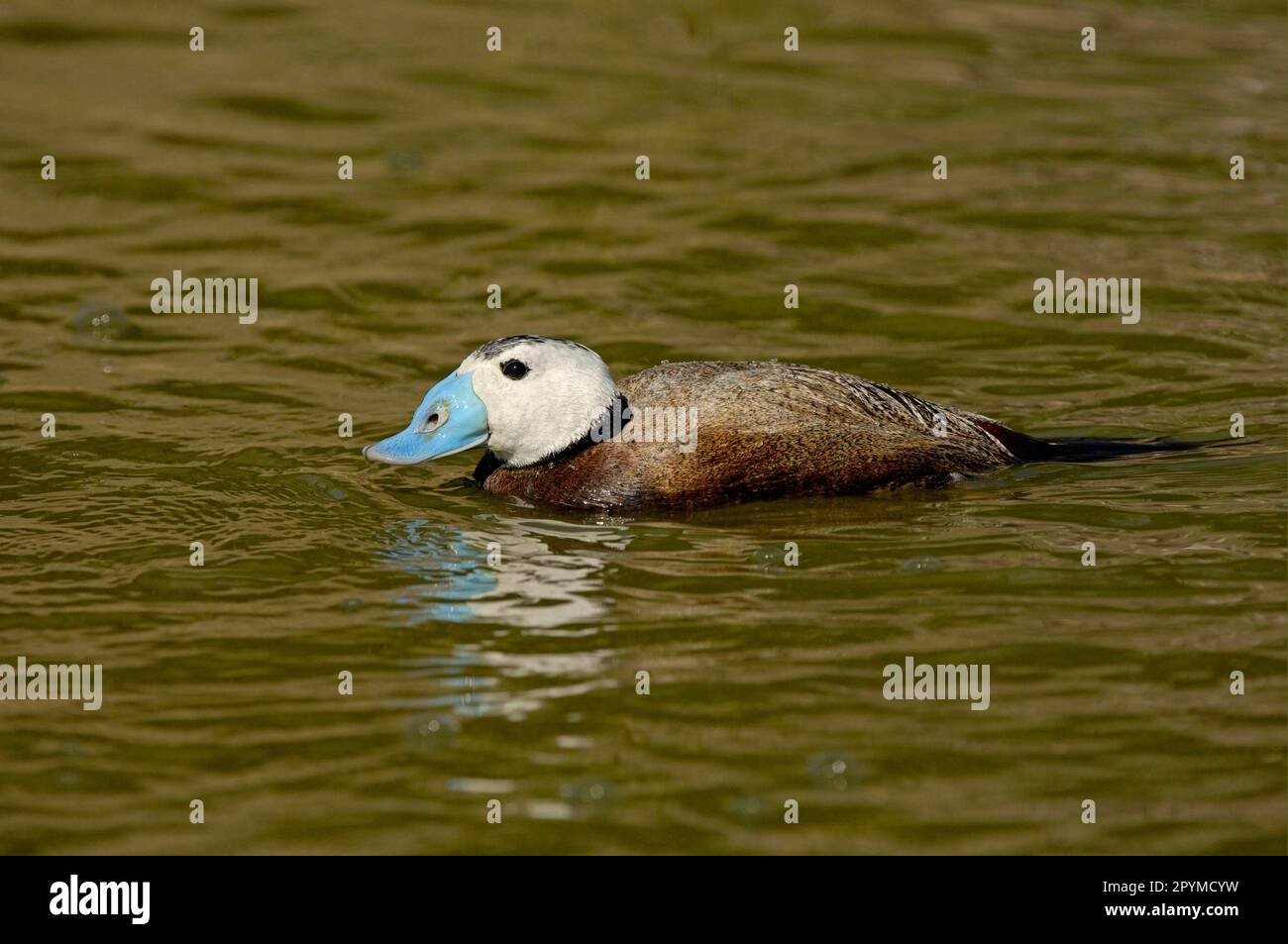 White-headed ducks (Oxyura leucocephala), White-headed Duck, Ducks ...