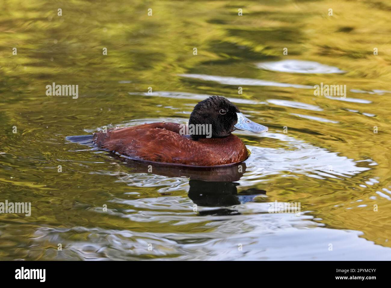 Argentinian lake duck hi-res stock photography and images - Alamy