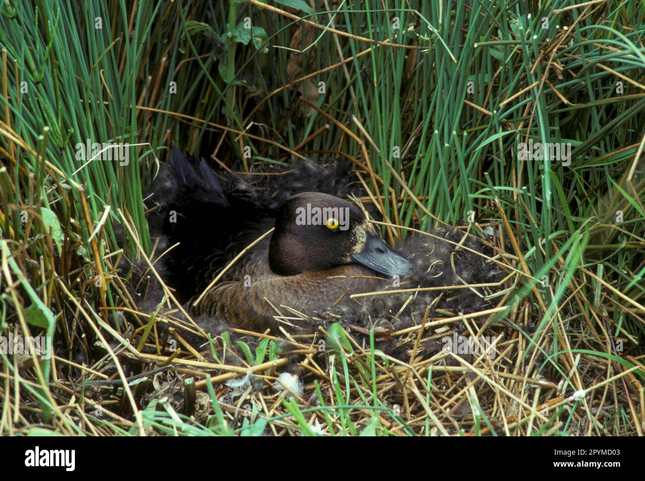 Tufted ducks (Aythya fuligula), Ducks, Goose Birds, Animals, Birds ...