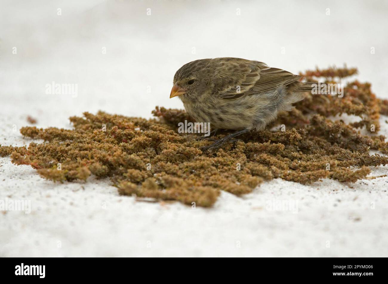 Small Ground Finch, Small Ground Finches, Galapagos Finch, Darwin Finch ...