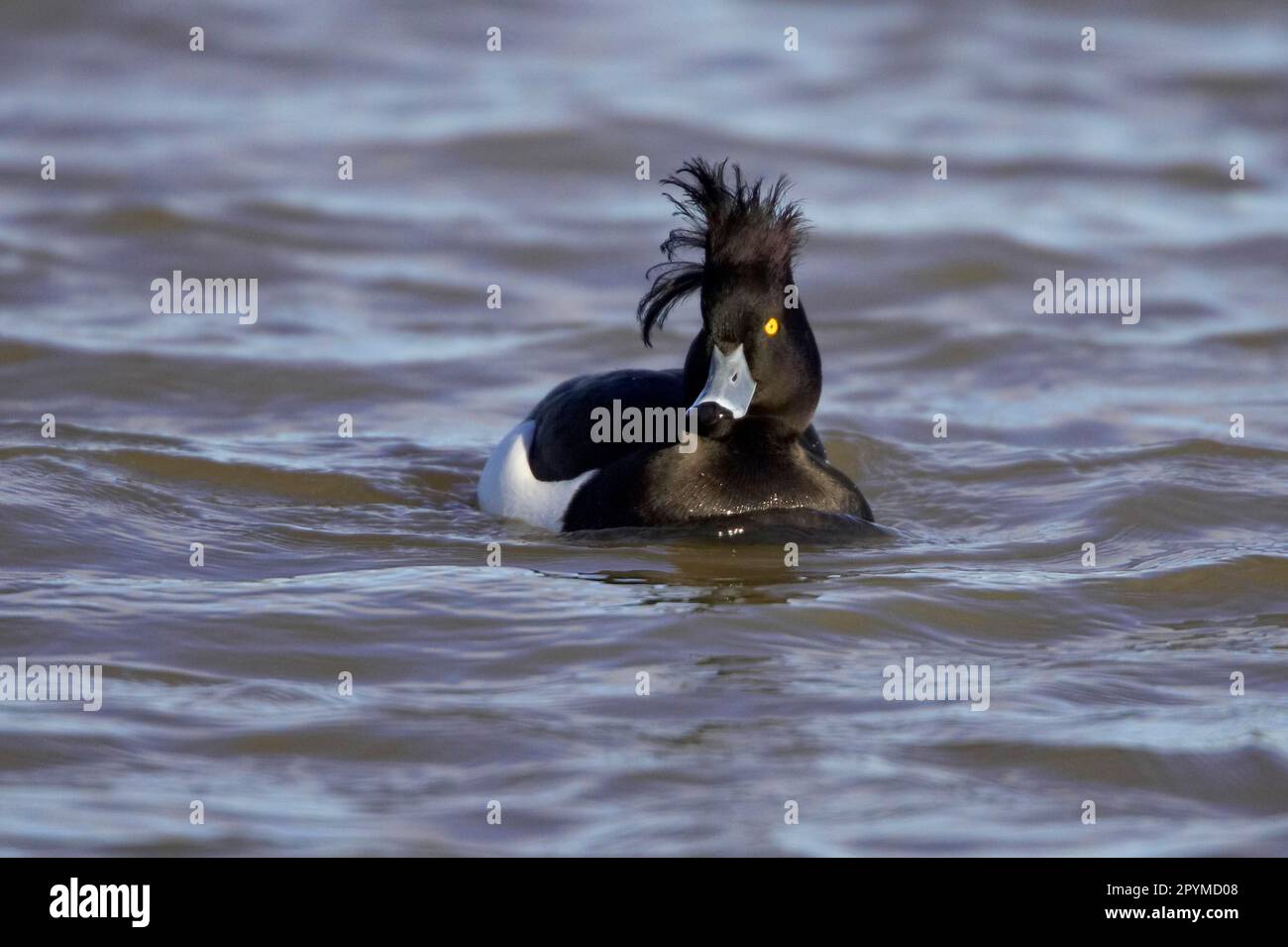 Tufted Duck, tufted ducks (Aythya fuligula), ducks, goose birds ...