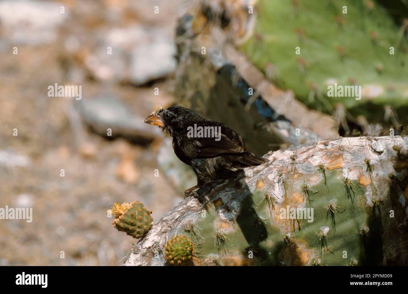 Ground Finch, espanola cactus (Opuntia) finch, Opuntia Ground Finches ...
