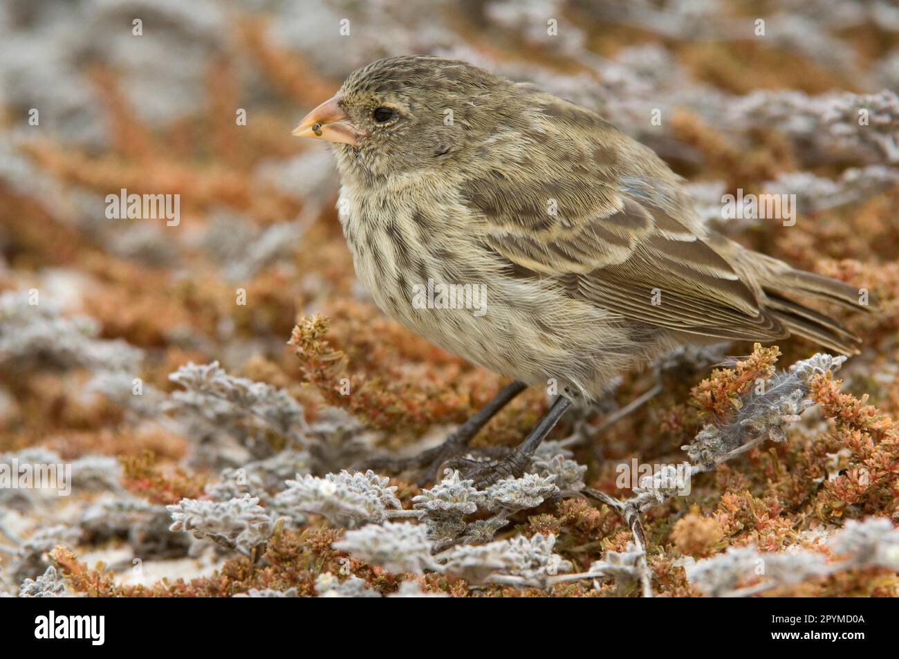 Small Ground Finch, Small Ground Finches, Galapagos Finch, Darwin Finch ...
