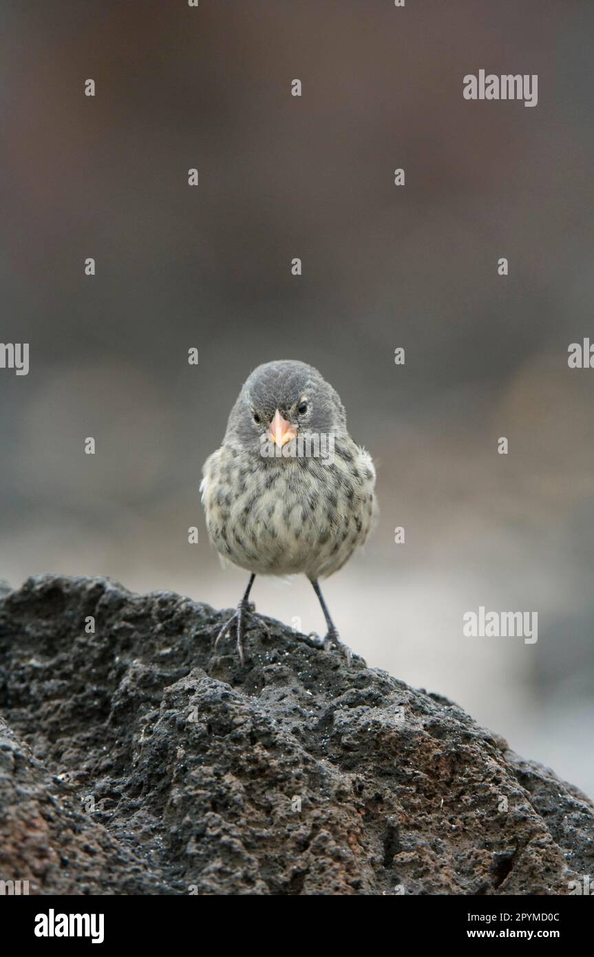 Small Ground-Finch, Small Ground-Finches, Galapagos Finch, Darwin Finch ...