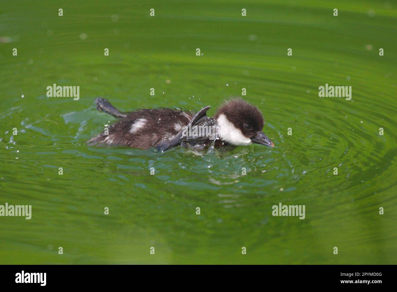 Smew (Mergus albellus) fledged chick scratching itself while swimming ...