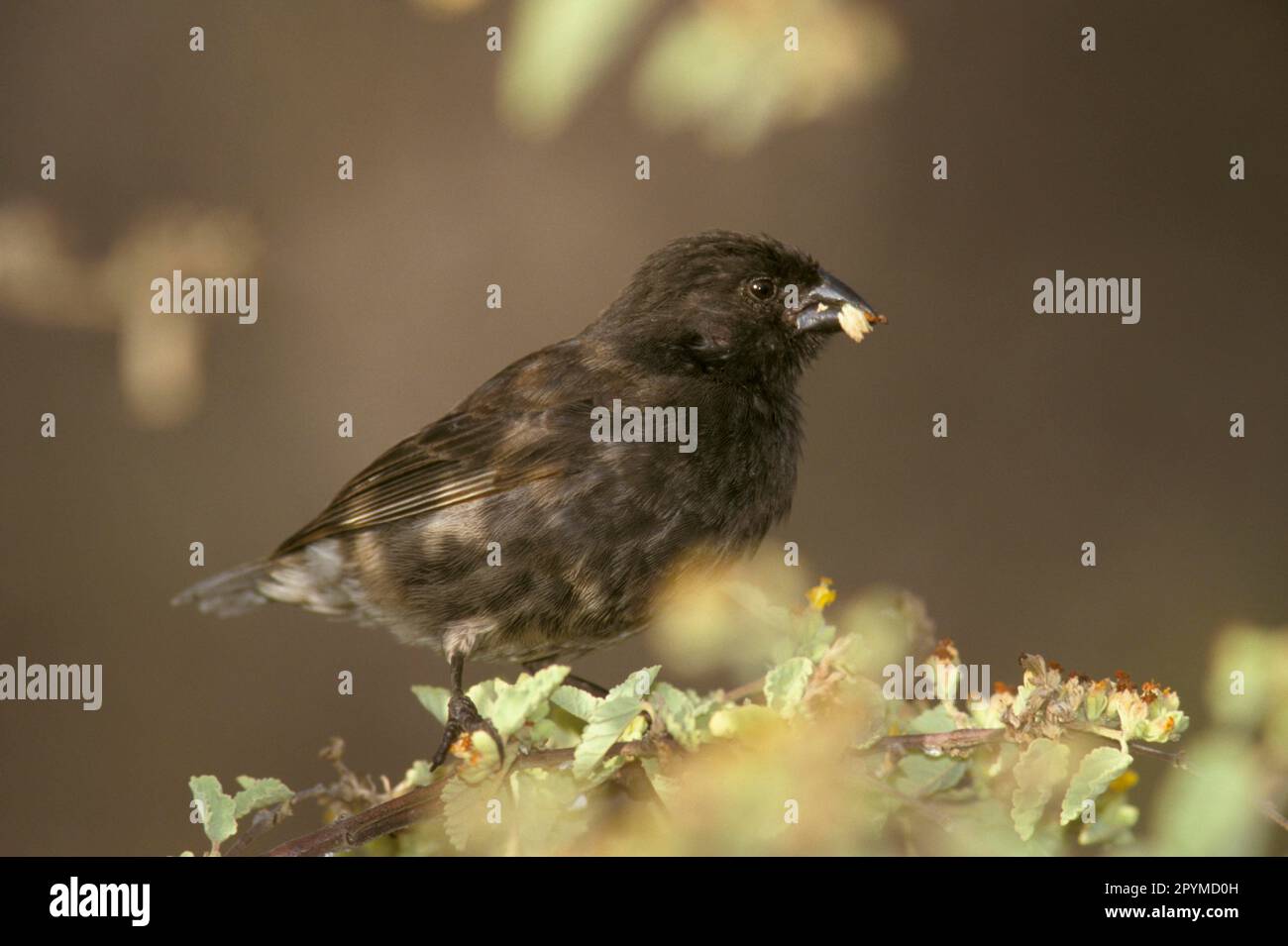 Small Ground Finch, Small Ground Finches, Galapagos Finch, Darwin Finch ...