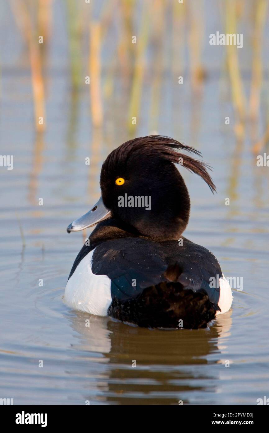 Tufted ducks (Aythya fuligula), Ducks, Goose Birds, Animals, Birds ...