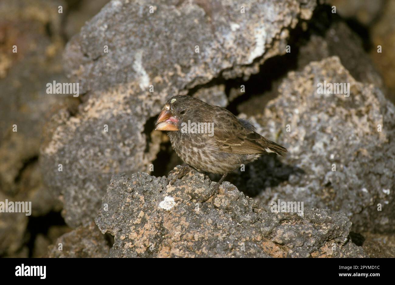 Large ground finch (Geospiza magnirostris), Large Ground Finch ...