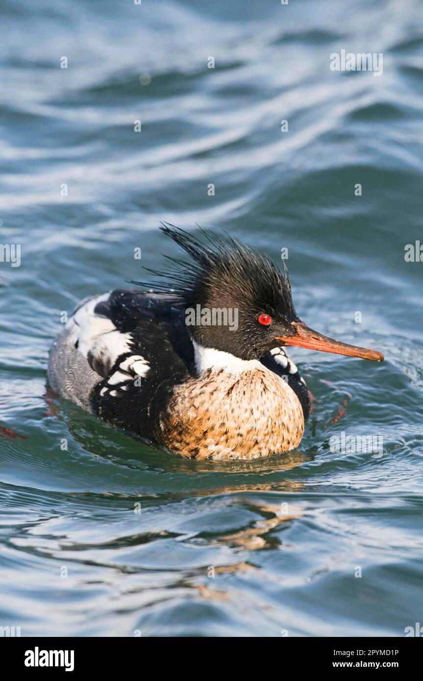 Red-breasted merganser (Mergus serrator), goose bird, animals, birds ...