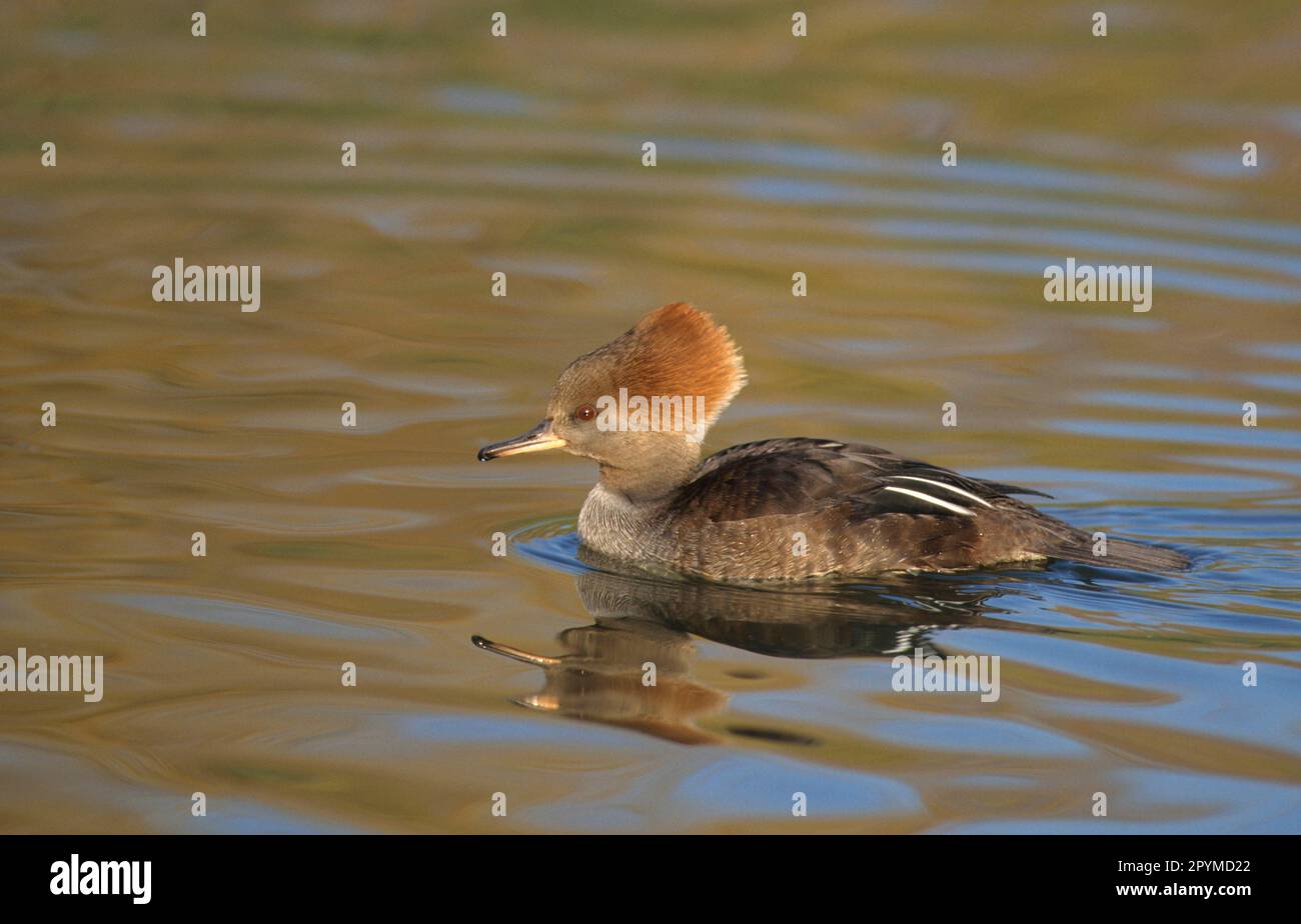 Hooded merganser (Lophodytes cucullatus) adult female, crest erected ...
