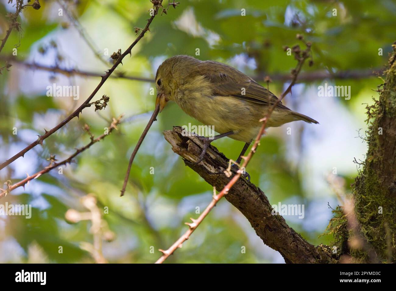Woodpecker darwinfinch hi-res stock photography and images - Alamy
