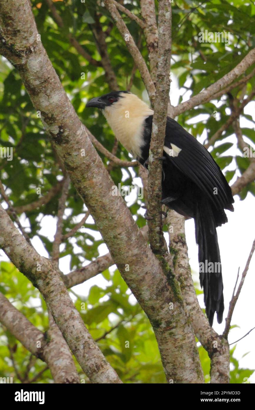 White-headed Cuckoo, White-headed Cuckoos, Animals, Birds, Cuckoo Birds ...