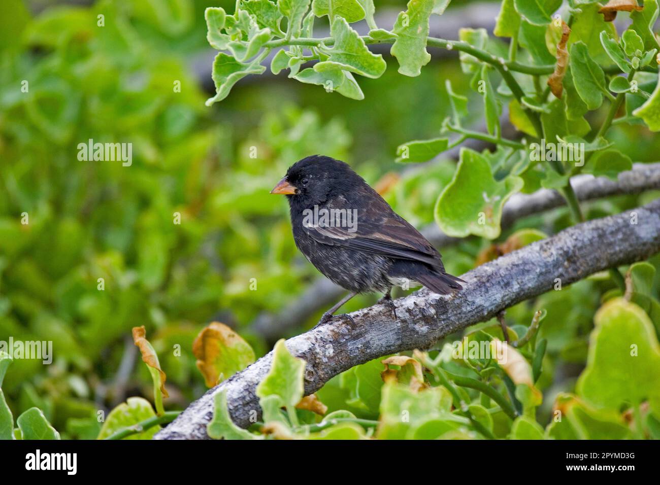 Small Ground Finch, Small ground finches (Geospiza), Galapagos Finch ...